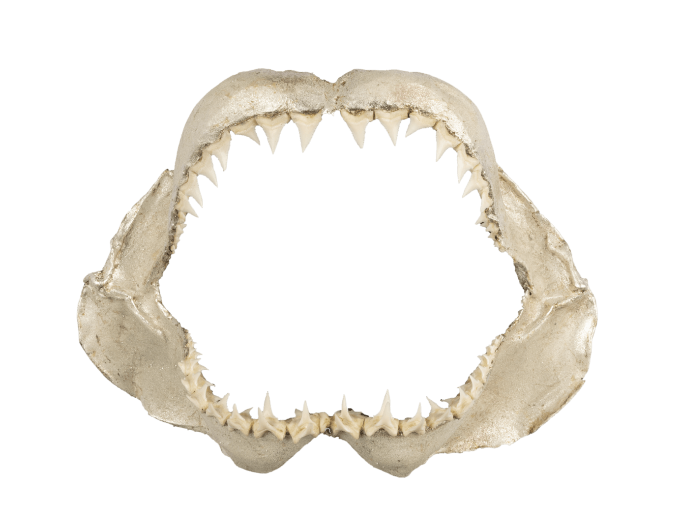 Great White Shark | Toscano Designs